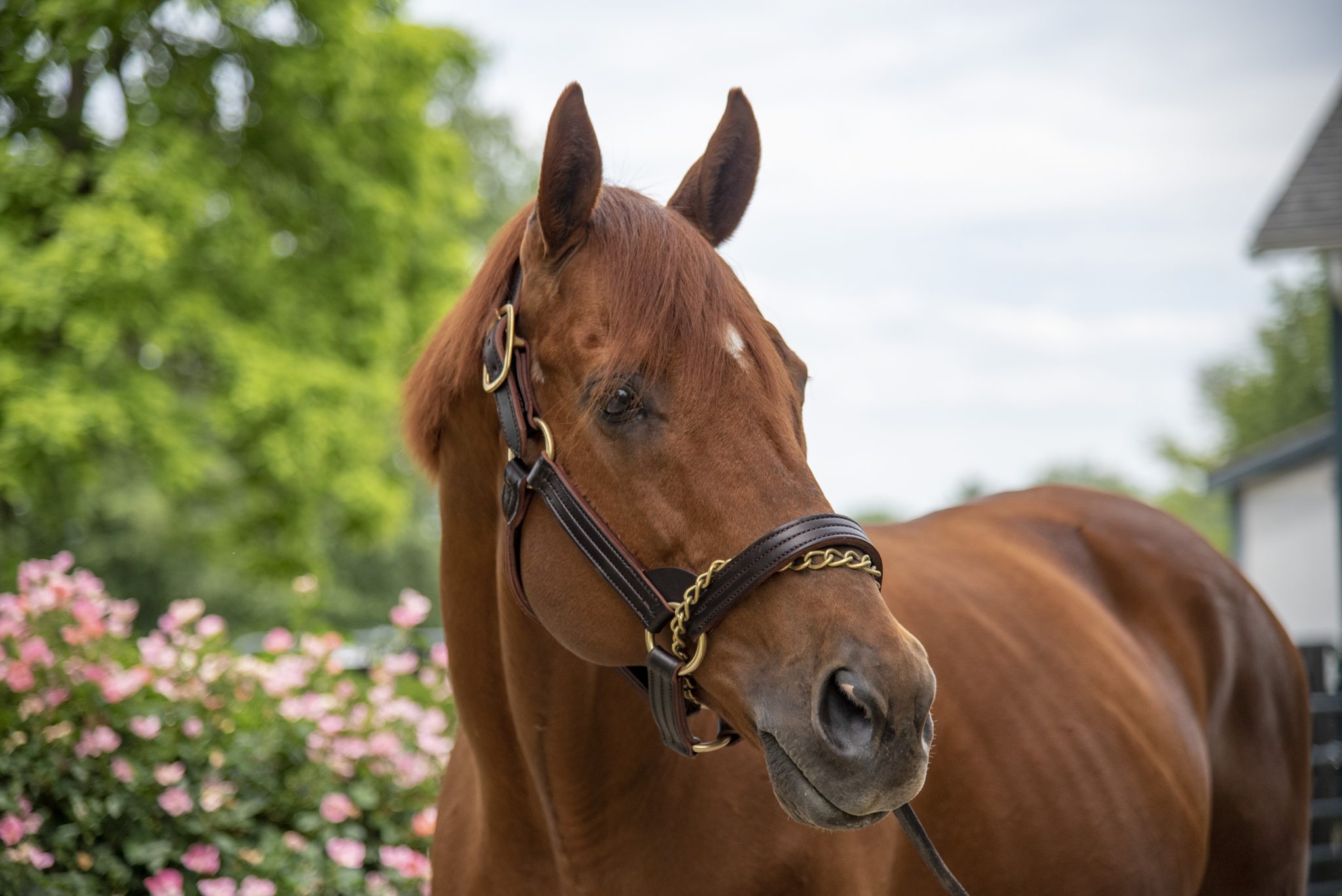 Point Given - Kentucky Horse Park